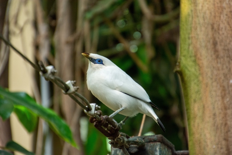 Bali Myna (Bali Starling): Field Guide, Pictures, Habitat & Info ...