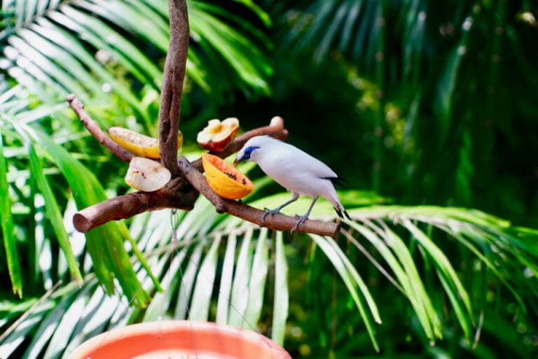 Bali Myna (Bali Starling): Field Guide, Pictures, Habitat & Info ...