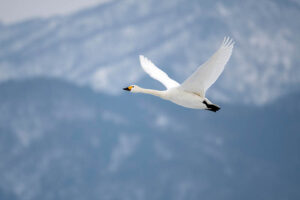 Do Swans Migrate? When and Where To? - Optics Mag
