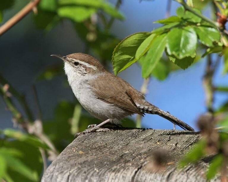 Bewick's Wren: Field Guide, Pictures, Habitat & Info - Optics Mag