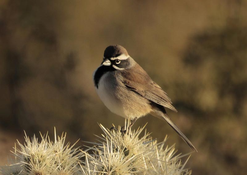 10 Common Types of Sparrows in Texas (With Pictures) - Optics Mag