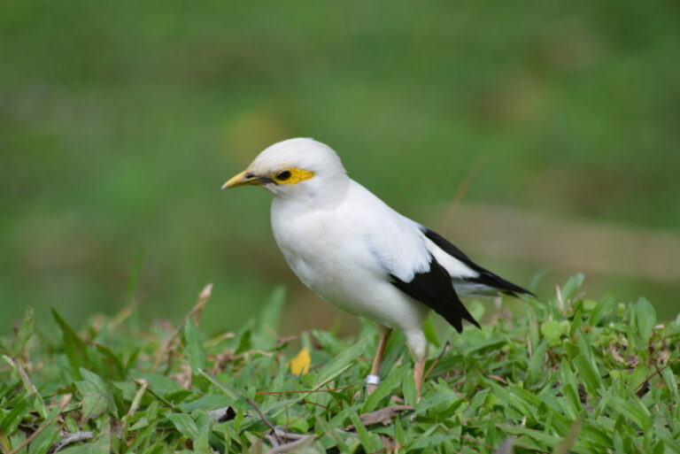 Black-Winged Starling: Field Guide, Pictures, Habitat & Info - Optics Mag