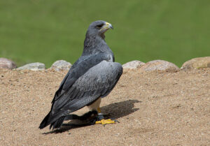 Are Buzzards Dangerous to Humans or Pets? What to Know! - Optics Mag