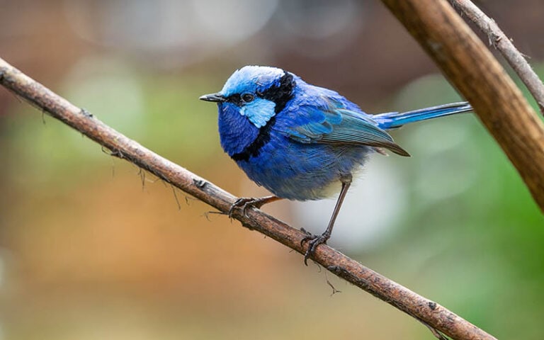 Splendid Fairywren: Field Guide, Pictures, Habitat & Info - Optics Mag
