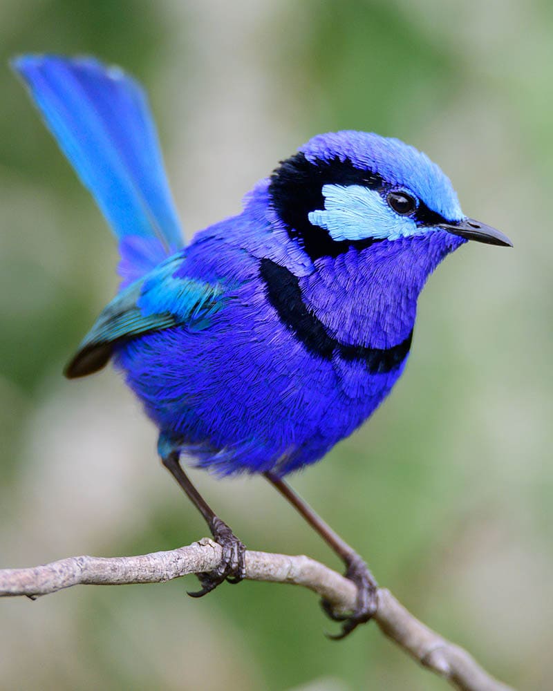 Splendid Fairywren: Field Guide, Pictures, Habitat & Info - Optics Mag