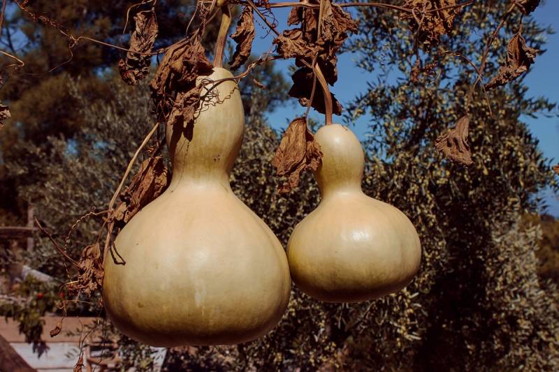 How to Dry Gourds for Birdhouses in 13 Easy Steps (With Pictures ...