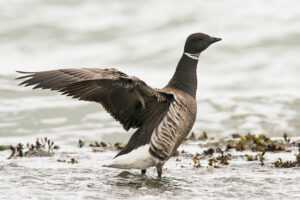 What Game Can You Hunt in North Carolina? 25 Common Game - Optics Mag