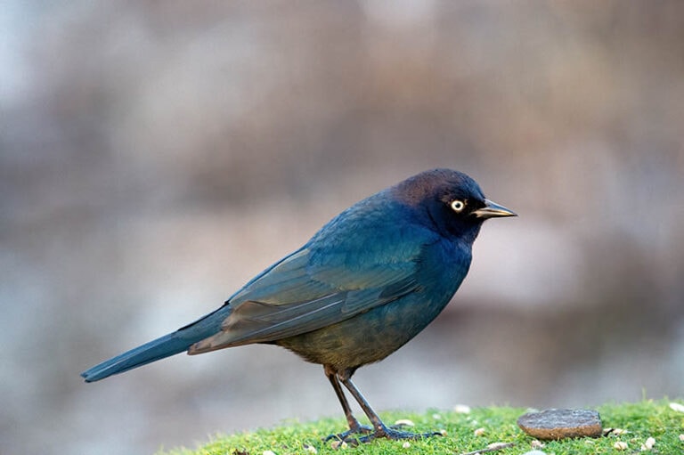 9 Types of Blackbirds in Georgia (With Pictures) - Optics Mag