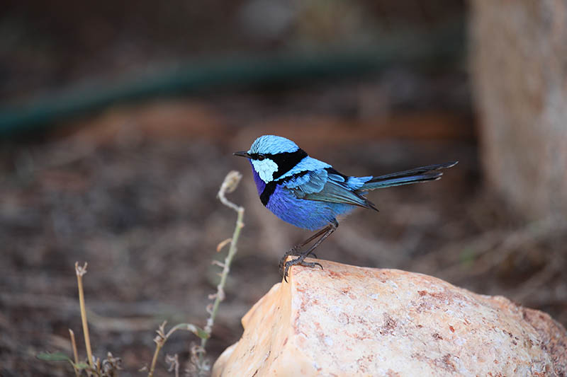 Splendid Fairywren: Field Guide, Pictures, Habitat & Info - Optics Mag