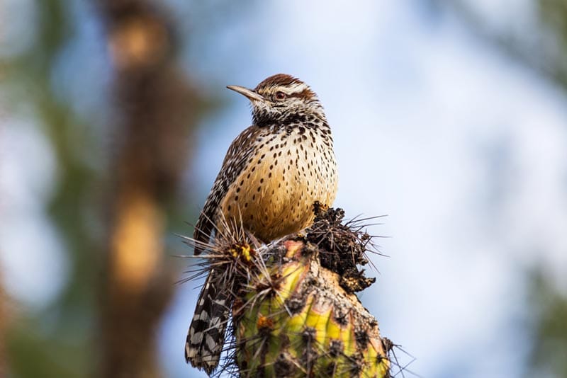 10 Common Types of Wrens in the US (with Pictures) - Optics Mag