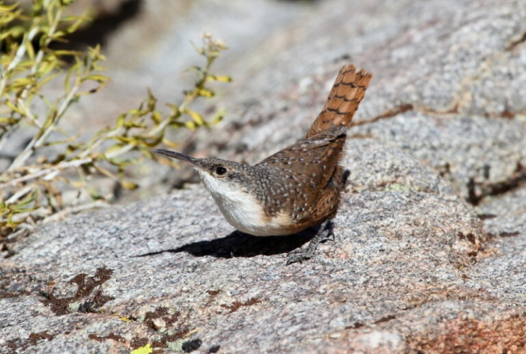 Canyon Wren: Field Guide, Pictures, Habitat & Info - Optics Mag