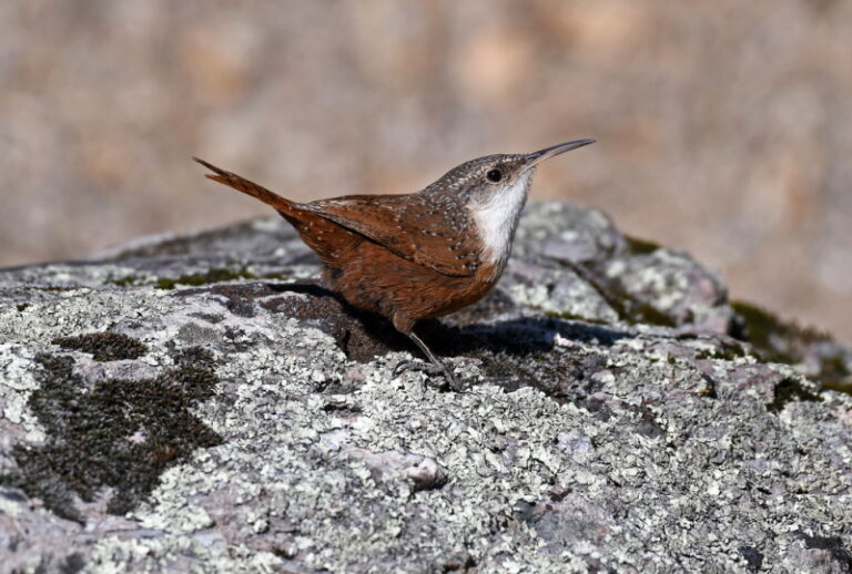 10 Common Types of Wrens in the US (with Pictures) - Optics Mag