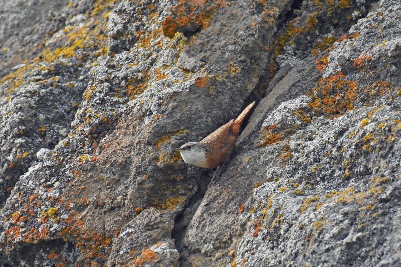 Rock Wren: Field Guide, Pictures, Habitat & Info - Optics Mag