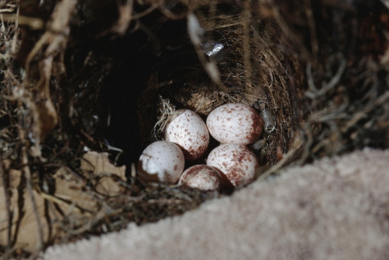 How Long Does It Take for Wren Eggs to Hatch? The Interesting Answer ...