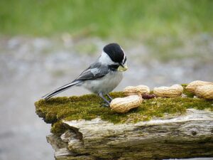 What Do Chickadees Eat? 6 Common Foods - Optics Mag