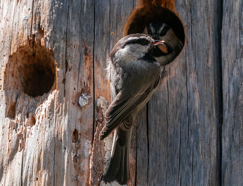 How To Attract Chickadees to Your Yard (7 Great Ideas) - Optics Mag