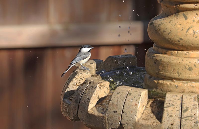 What Do Chickadees Eat? 6 Common Foods - Optics Mag