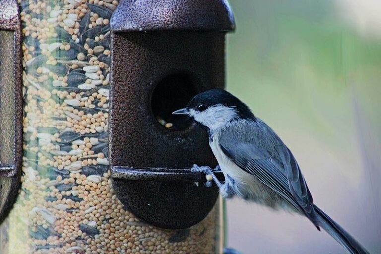 How To Attract Chickadees to Your Yard (7 Great Ideas) - Optics Mag