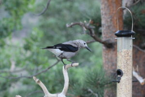 Clark's Nutcracker: Field Guide, Pictures, Habitat & Info - Optics Mag