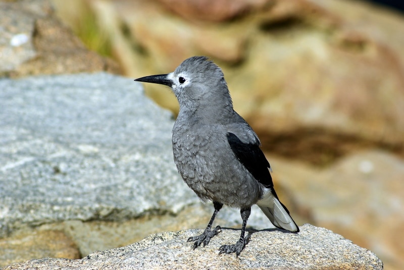 Clark's Nutcracker: Field Guide, Pictures, Habitat & Info - Optics Mag