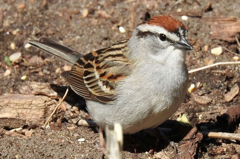 20 Common Types of Sparrows in California (With Pictures) - Optics Mag