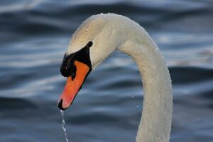 Are Swans Aggressive? Species, Facts, & FAQ - Optics Mag