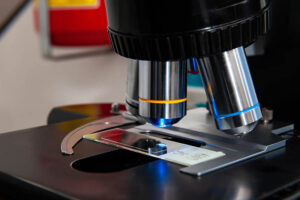 What Do Cells Look Like Under a Microscope? Types, Parts, & FAQ - Optics Mag