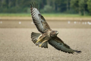 Are Buzzards Dangerous to Humans or Pets? What to Know! - Optics Mag
