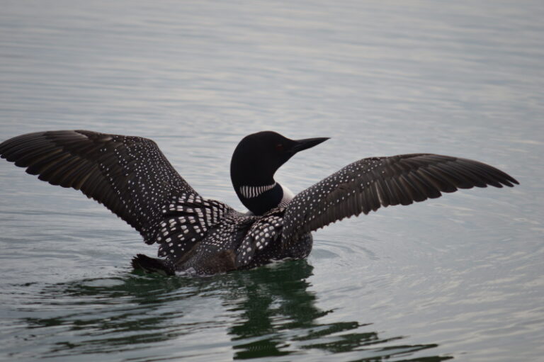 15 Interesting & Unusual Loon Facts: Wingspan, Behavior & More ...