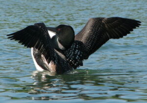 15 Interesting & Unusual Loon Facts: Wingspan, Behavior & More ...