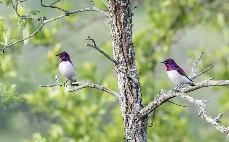 Violet Backed Starling: Field Guide, Pictures, Habitat & Info - Optics Mag
