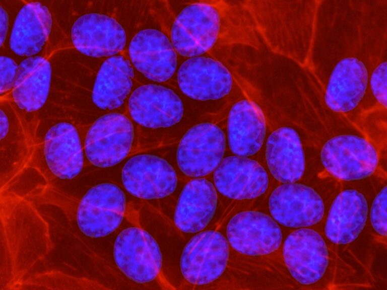 What Does DNA Look Like Under a Microscope? (With Pictures!) - Optics Mag