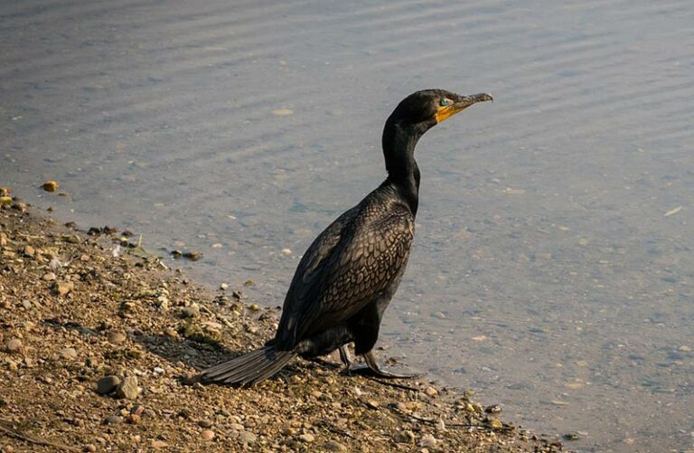 14 Types of Black Birds in Wisconsin (with Pictures) - Optics Mag