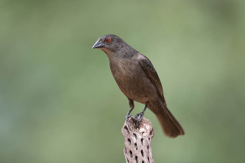18 Types of Black Birds in North Carolina (With Pictures) - Optics Mag