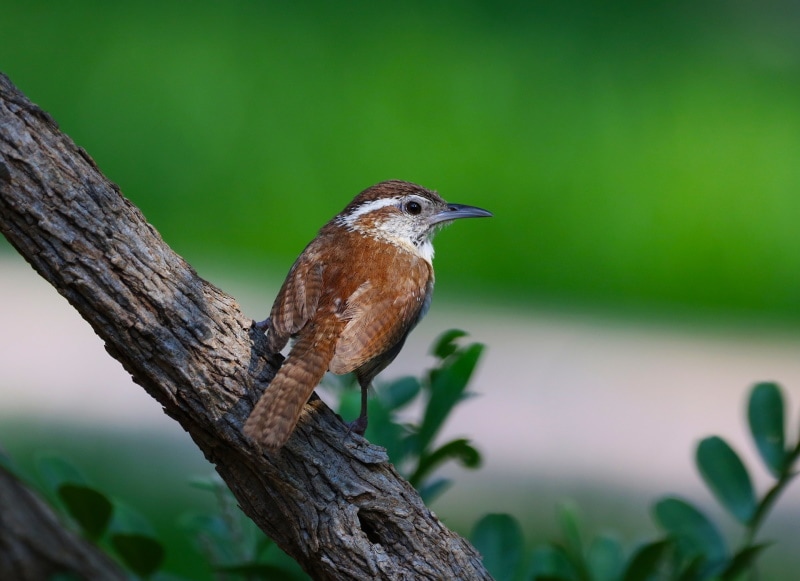 Carolina Wren Male vs Female: How to Tell the Difference - Optics Mag