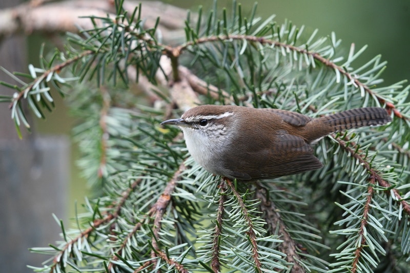 Sparrow vs. Wren: How to Tell the Difference - Optics Mag