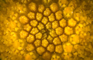 What Does Pollen Look Like Under a Microscope? - Optics Mag