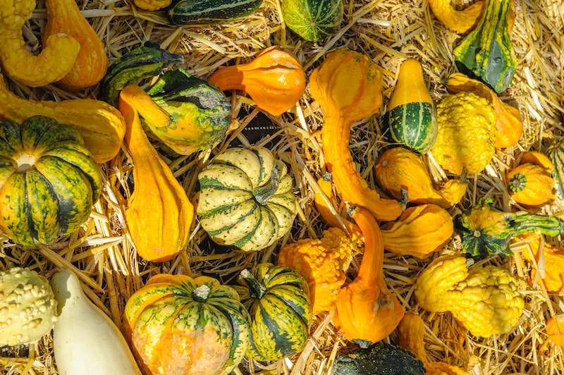 How to Dry Gourds for Birdhouses in 13 Easy Steps (With Pictures ...