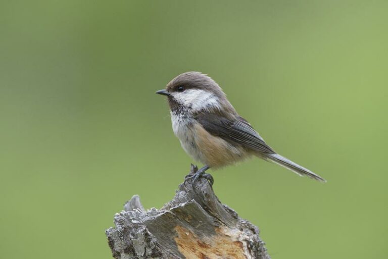 Gray-Headed Chickadee: Field Guide, Pictures, Habitat & Info - Optics Mag