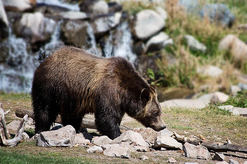 What Can You Hunt in Alaska? 14 Common Game Species - Optics Mag
