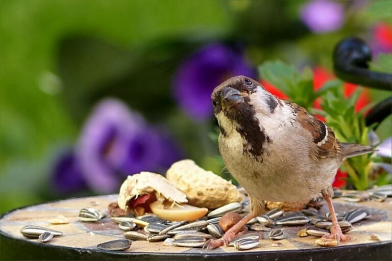 House Sparrow: Field Guide, Pictures, Habitat & Info - Optics Mag