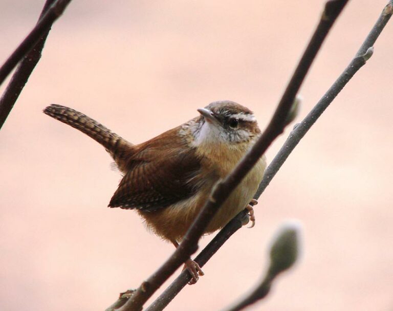 House Wren: Field Guide, Pictures, Habitat & Info - Optics Mag