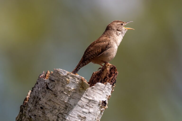 House Wren vs. Carolina Wren: How to Tell the Difference - Optics Mag