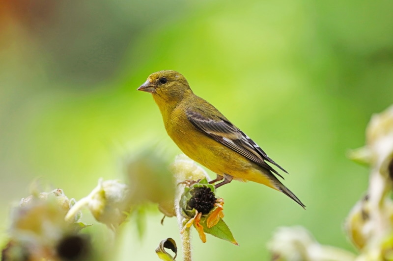 Lesser Goldfinch vs. American Goldfinch: How to Tell the Difference ...