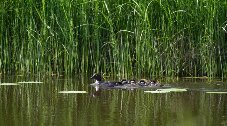 Can Loons Fly? Do They Stay on Water? - Optics Mag