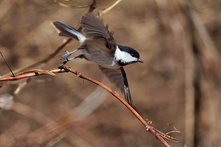 Male vs. Female Black-Capped Chickadees: How to Tell the Difference ...