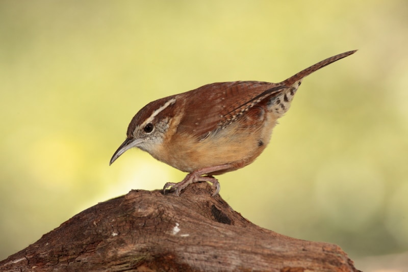 10 Birds That Look Like Nuthatches (With Pictures) - Optics Mag