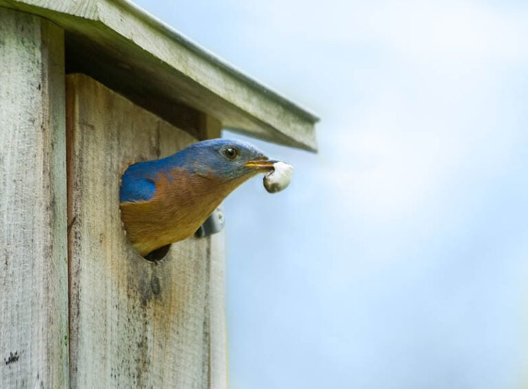 Where to Place Bluebird Houses (7 Ideal Locations) - Optics Mag