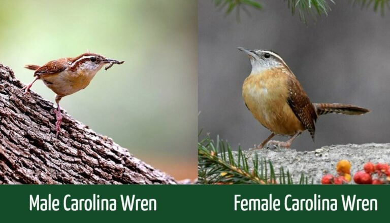 Carolina Wren Male vs Female: How to Tell the Difference - Optics Mag