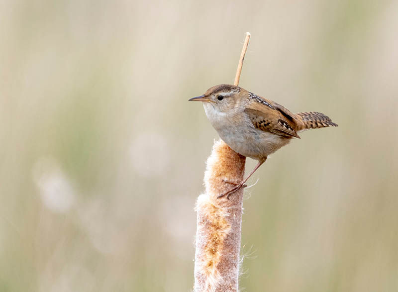 9 Types of Wrens in California (With Pictures) - Optics Mag